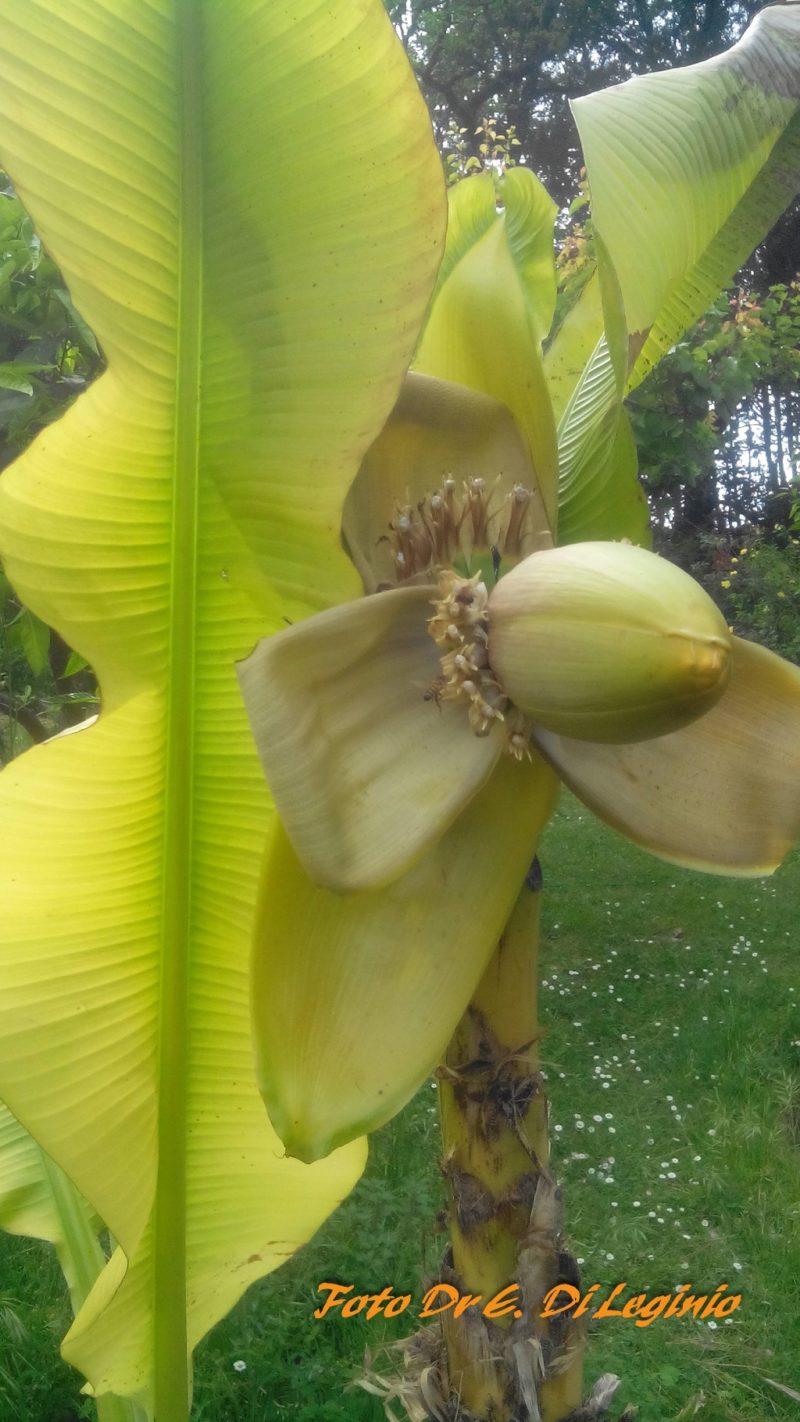 Il fiore del banano – Il sito web del Dr. Edoardo Di Leginio